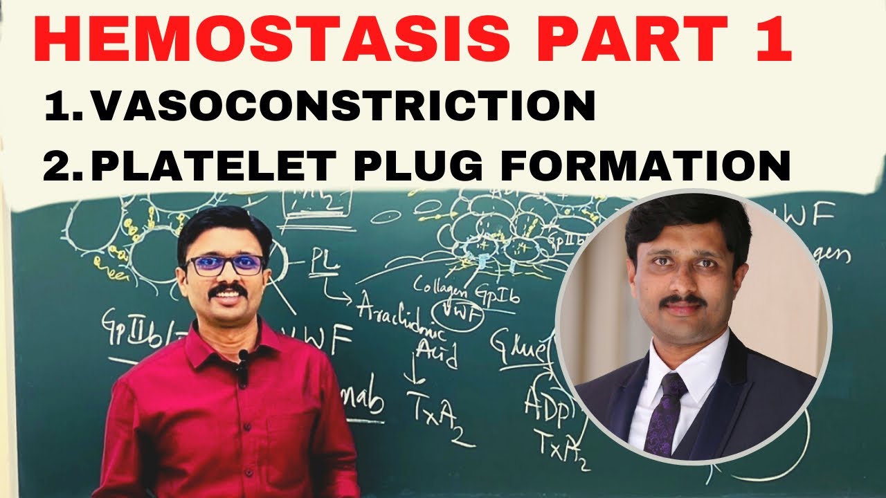 4. Hemostasis 1/2 Vasoconstriction & Platelet Plug Formation - YouTube