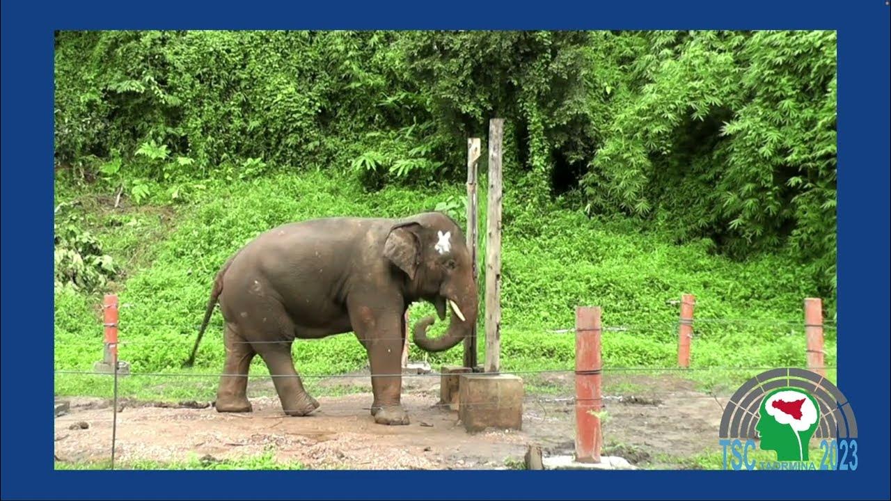 Frans B. M. de Waal: Consciousness, emotions, and sentience in animals ...