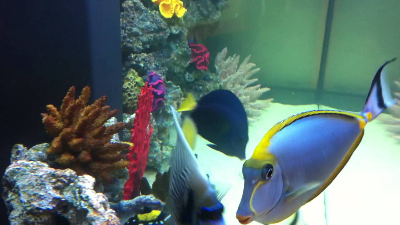 My Saltwater Fish only Tank - YouTube