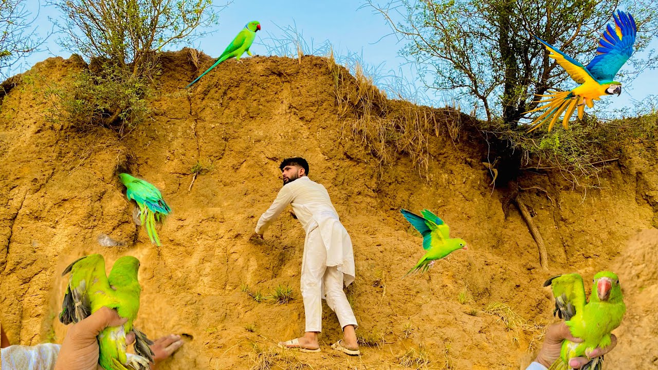 Hum Ne Jungli Parrot 🦜Or Boht Sare Birds 🦅 Pakar Laya |😲| Catch A Birds ...