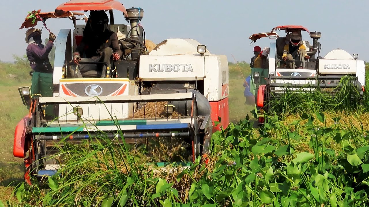 Nicely Mix Action Rice Harvesting Machine Kubota DC70Plus Driving ...