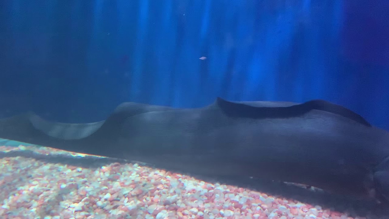 Giant aba aba fish in Coimbatore VOC park exhibition - YouTube