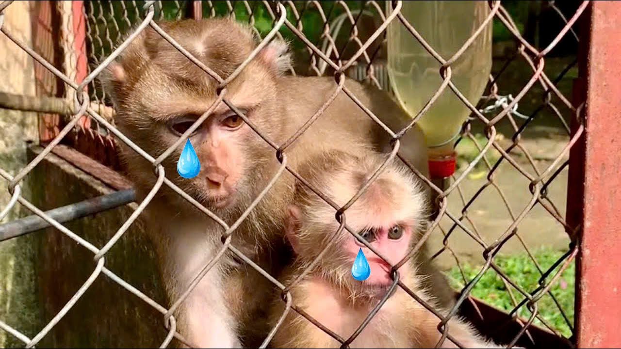 NEW UPDATE, NEW FAMILY WILL ADOPT KAKA MONKEY AND MIT MONKEY AND PUKA TO THEIR NEW HOME - YouTube