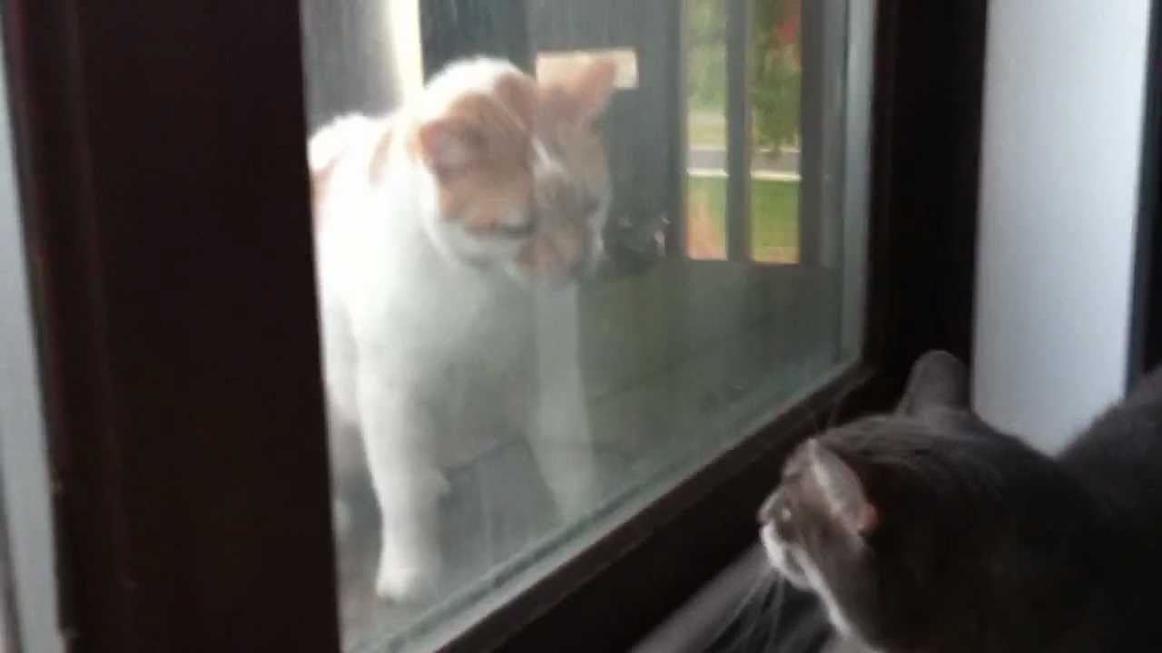 My cat fighting with stray cat through Glass - Hilarious - YouTube