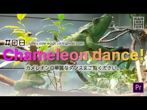 #08 カメレオンダンス／Chameleon dance - YouTube