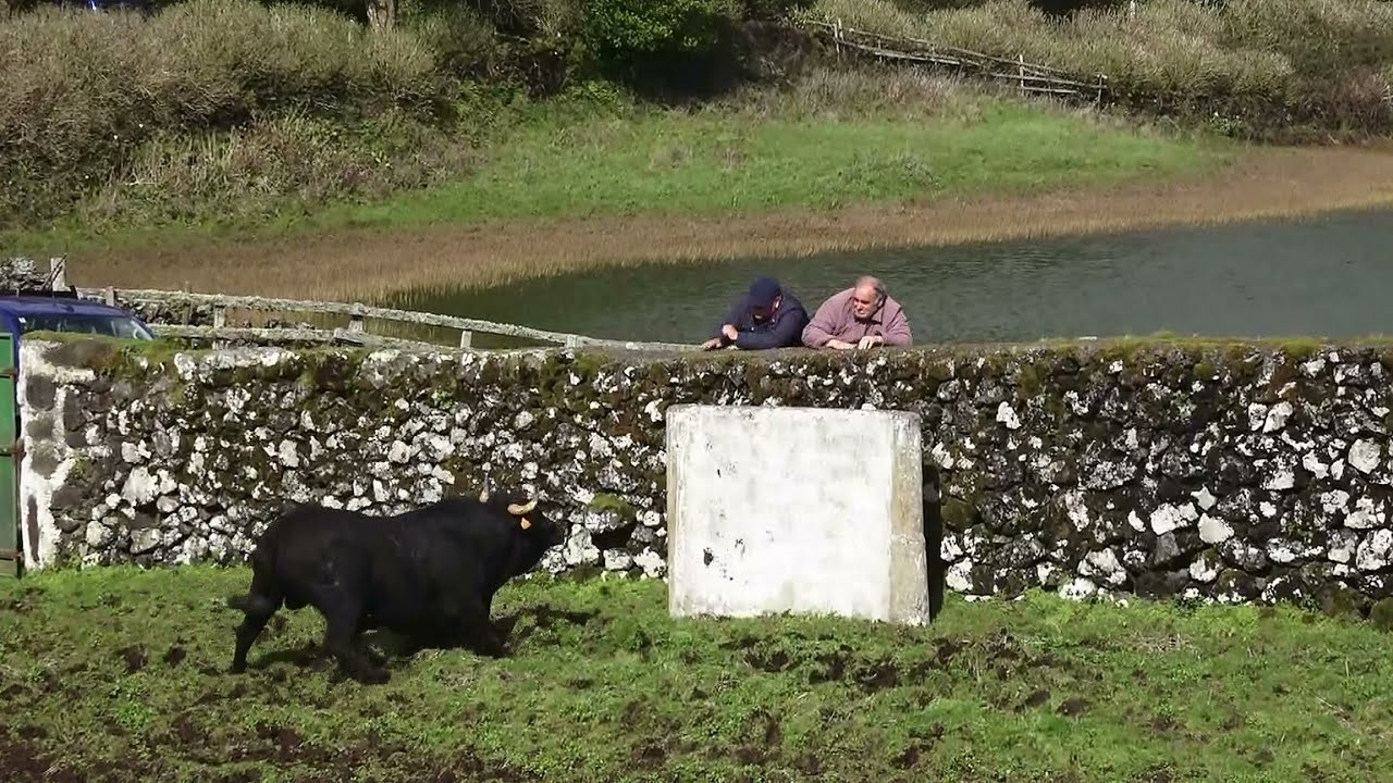 JAF - Best Dangerous Bulls For 2024 - Terceira Island - Azores - YouTube