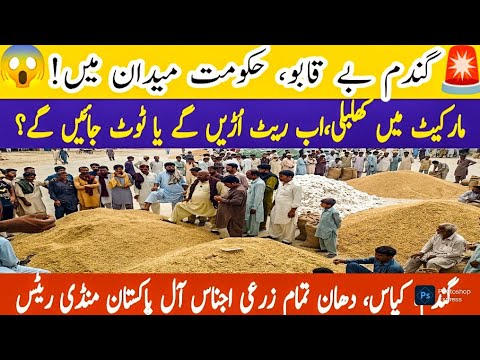 🌾 Today’s Wheat, Mustard, Paddy, Corn, Sesame, Bajra, Cotton & Sorghum Rates | Punjab Pakistan 2026