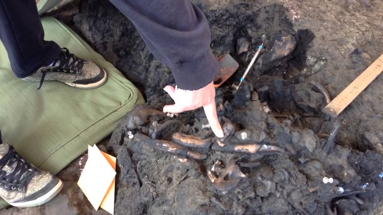 Excavating Ice Age animal bones La Brea Tar Pits - YouTube