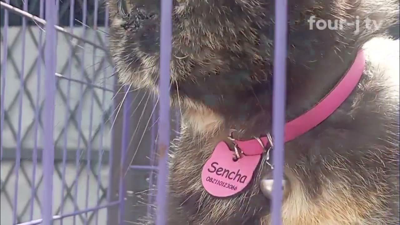 sunbathing again in @FOUR-JCATS - YouTube