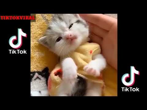 VIRAL! Kucing lucu main tiktok - YouTube  | TIK TOK TERBARU 2020