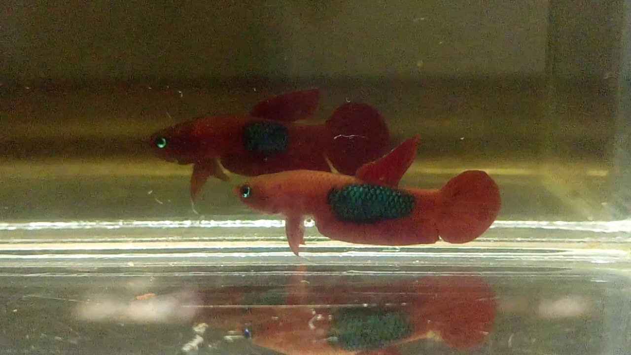 Betta brownorum flaring - YouTube