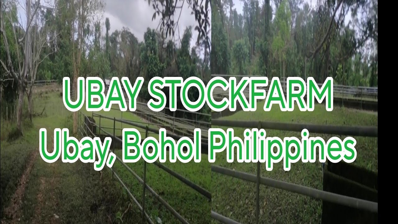 COW FARM IN UBAY BOHOL PROVINCE I Simply Bohol TV - YouTube