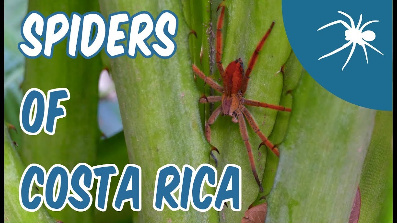 TRUE SPIDERS of COSTA RICA ft. the HORSE-KILLING SPIDER!!! - YouTube
