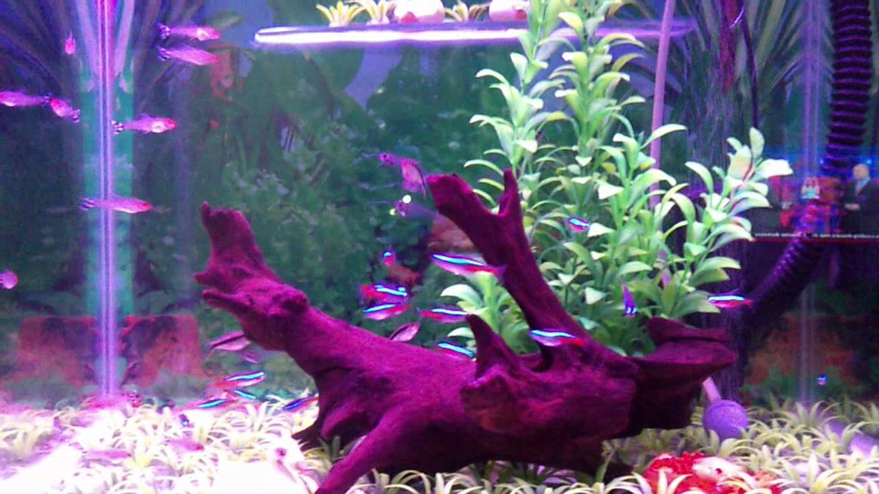 Neon Tetra, Rummy Nose, Glass catfish.mp4 - YouTube