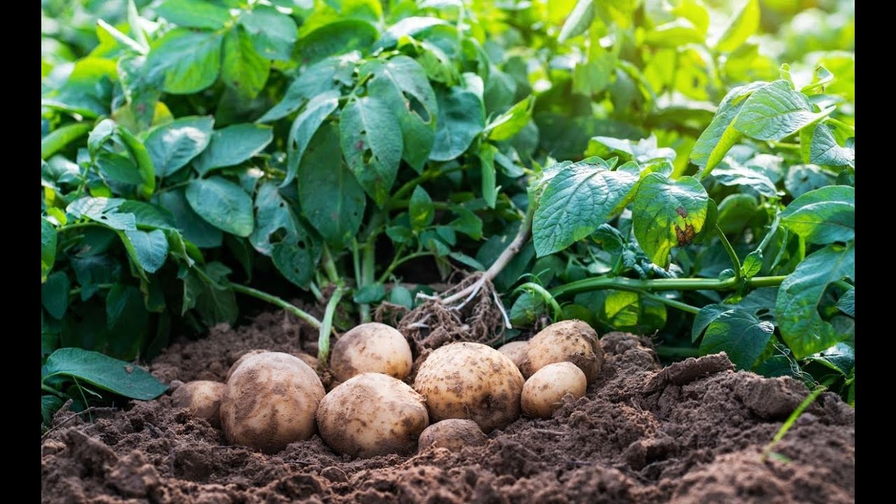 Cultivarea cartofilor de la A la Z/Plantarea cartofilor VARA/Cum ...