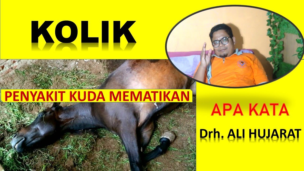 KUDA SERING MATI KARENA KOLIK ! APA KATA Drh. ALI HUJARAT - YouTube
