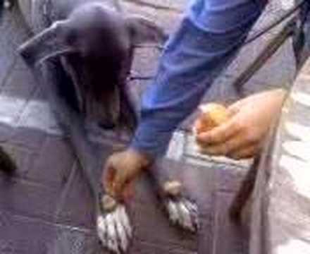Great Dane knows tricks