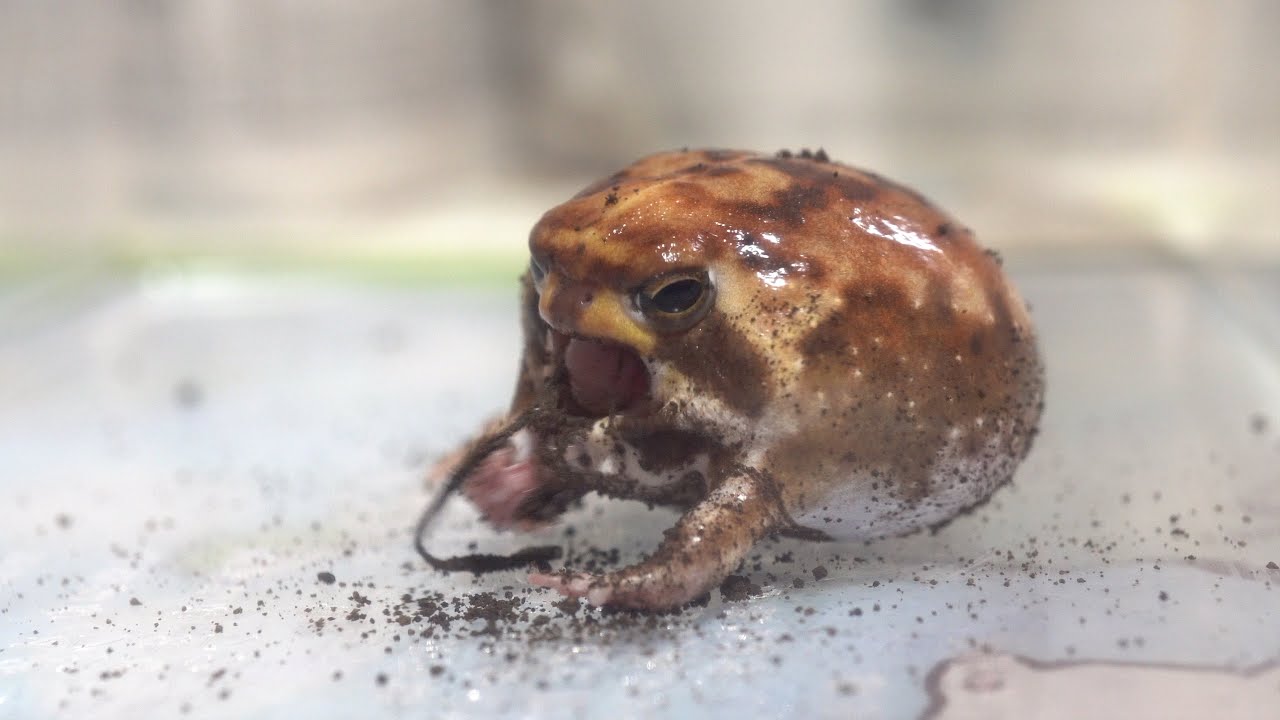Rain frog turned into a meatball🟤 - YouTube