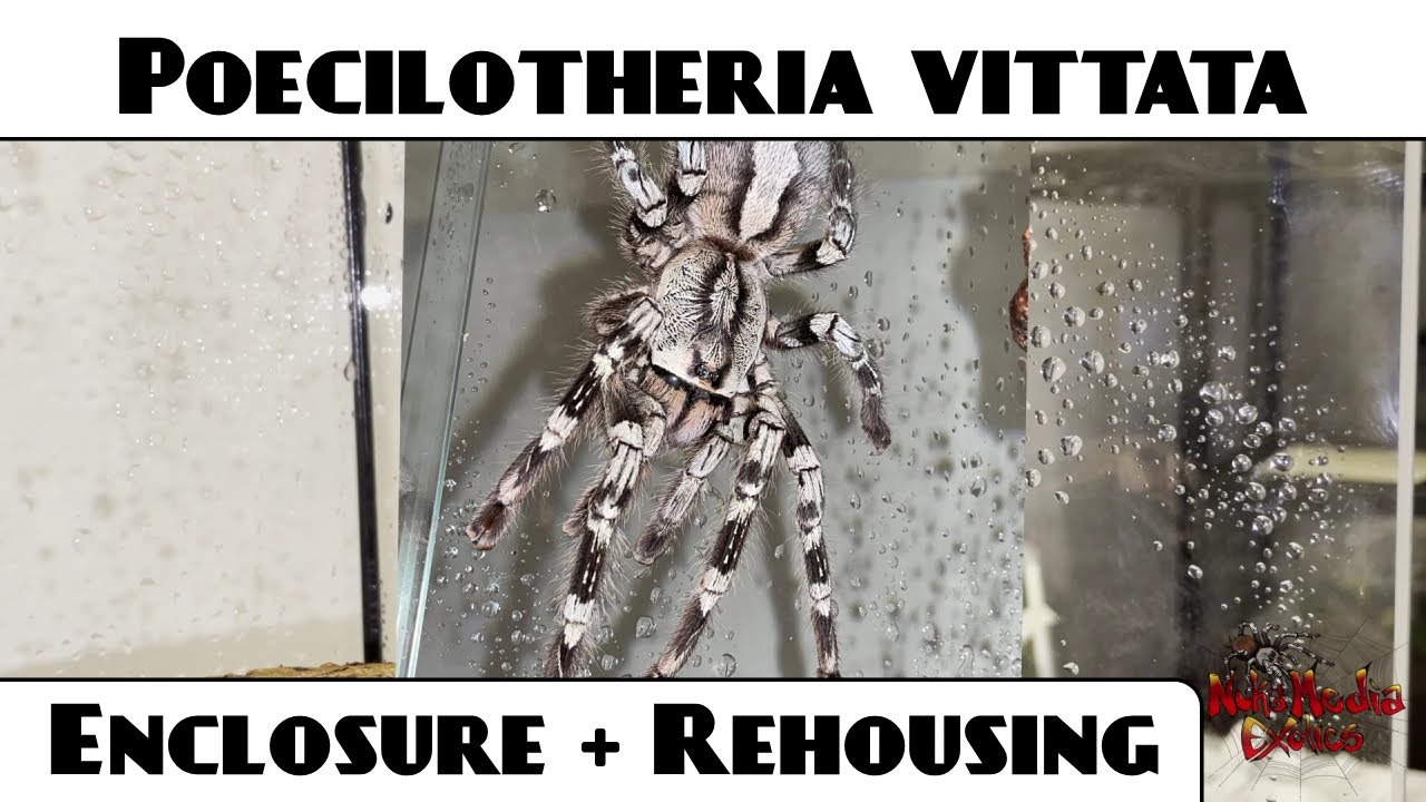Poecilotheria vittata "Ghost Ornamental" tarantula adult female ...