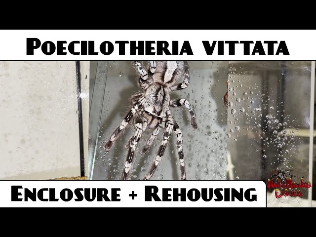 Ghost Ornamental Tarantula Spiders Alive