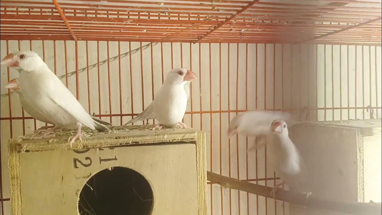 Opal Java Sparrow | #finch #birds #viralvideo #nature - YouTube