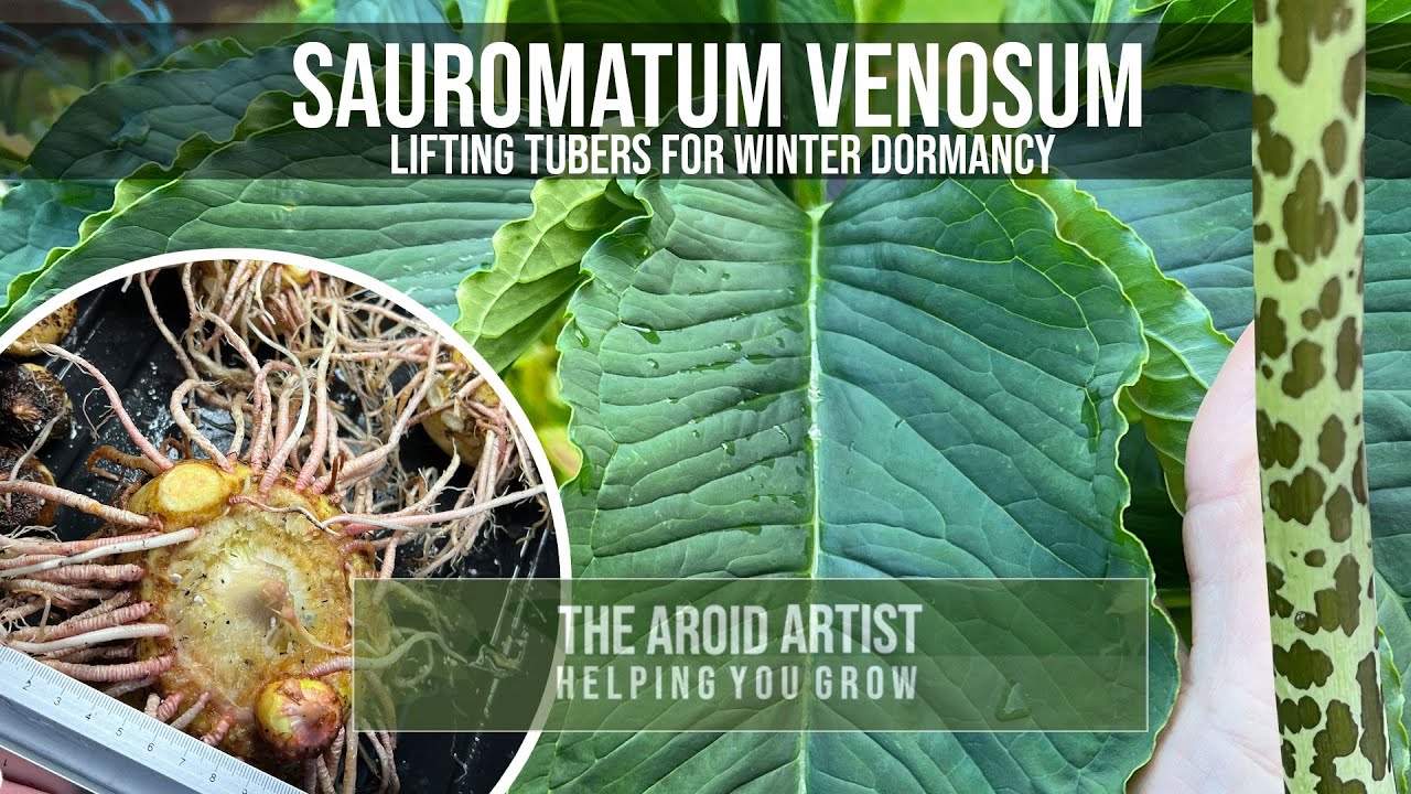 Pulling up a Sauromatum venosum - YouTube