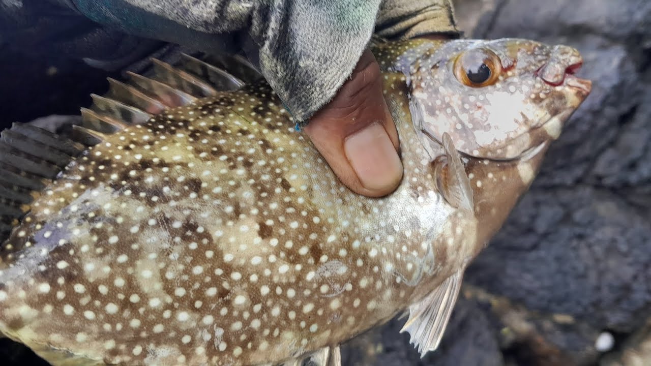 MANCING BARONANG PURA SILAYUKTI//LEGENDA BARONANG BALI//MANCINGMAN ...