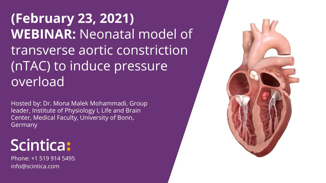 WEBINAR: Neonatal model of transverse aortic constriction (nTAC) to ...