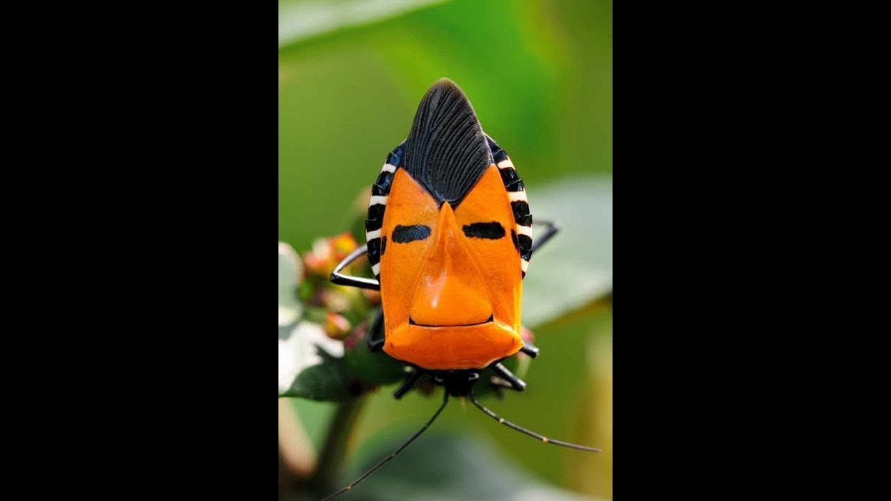 useless insects - YouTube