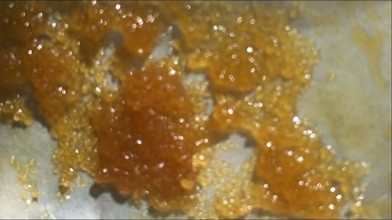 710 Dab Gang #GMO - YouTube