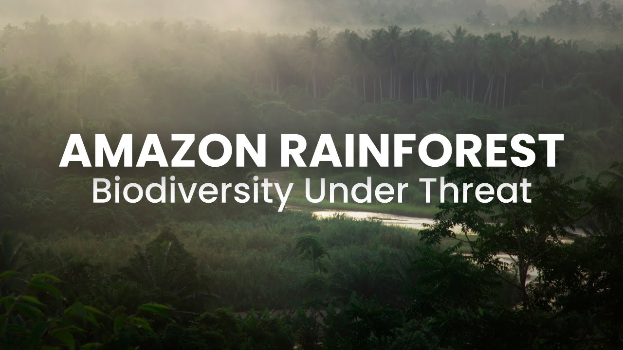 The Amazon Rainforest: A Biodiverse and Threatened Ecosystem - YouTube