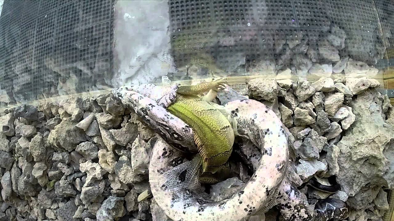 Boa eating and shedding simultaneously. - YouTube