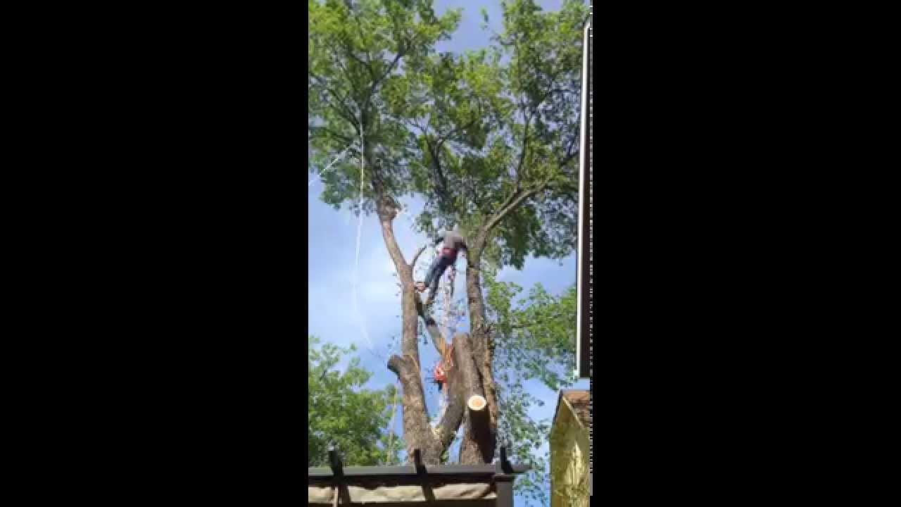 Tree climber cutting elm tree. Time lapse - YouTube
