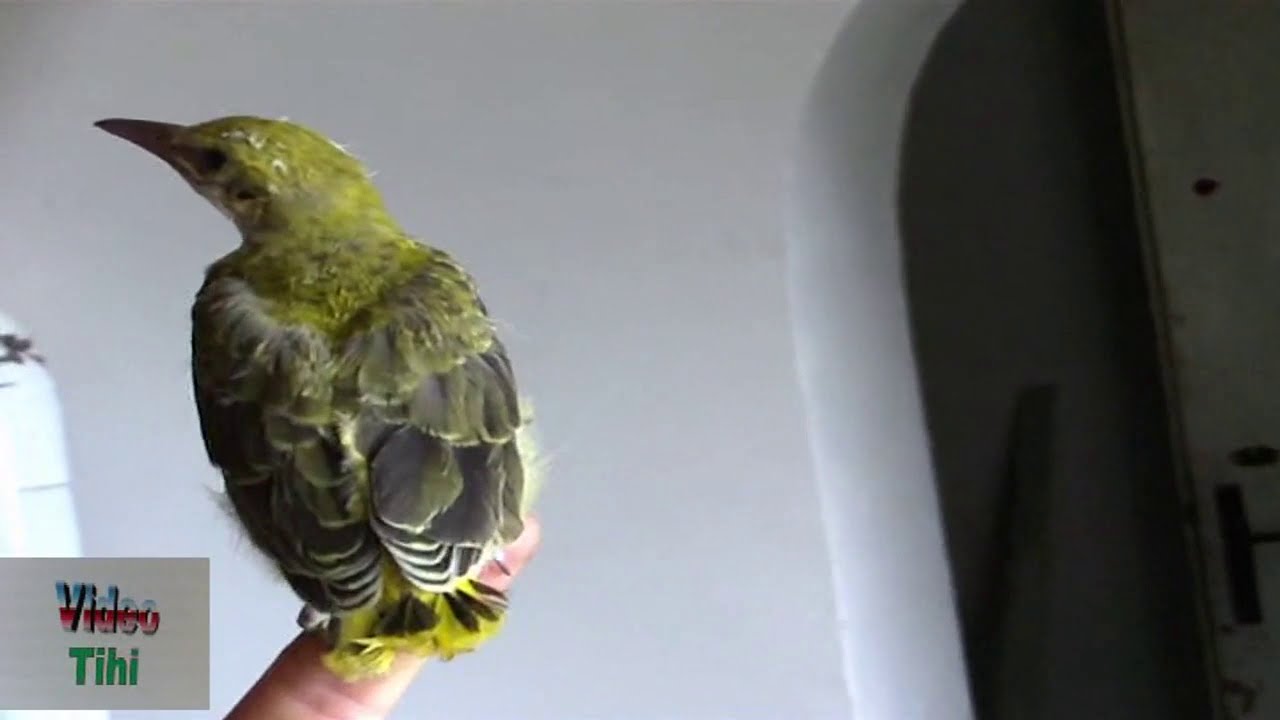 Ptica Vuga-0094 - YouTube