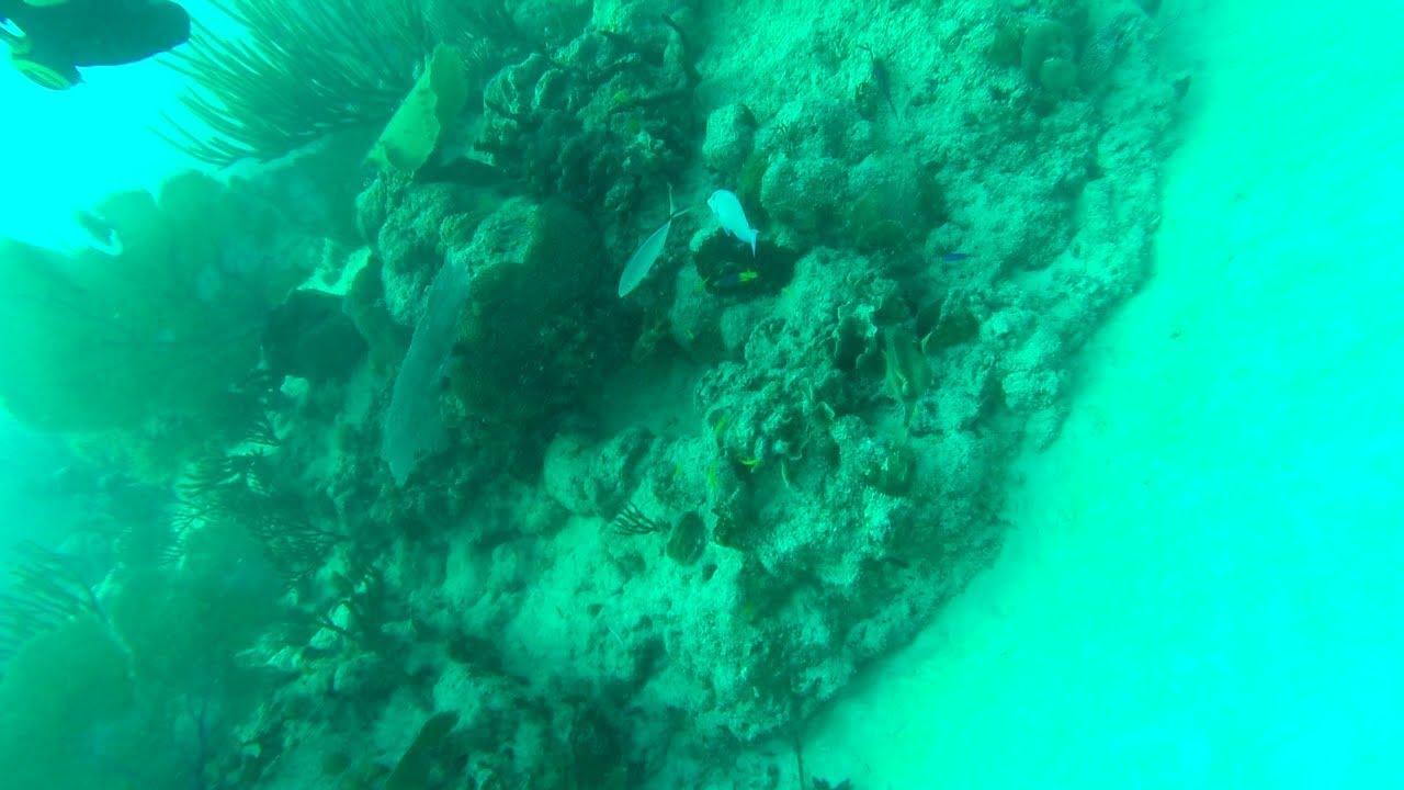 Mexico Vacation day 4 - Open Water Riff Diving Part 2 - YouTube