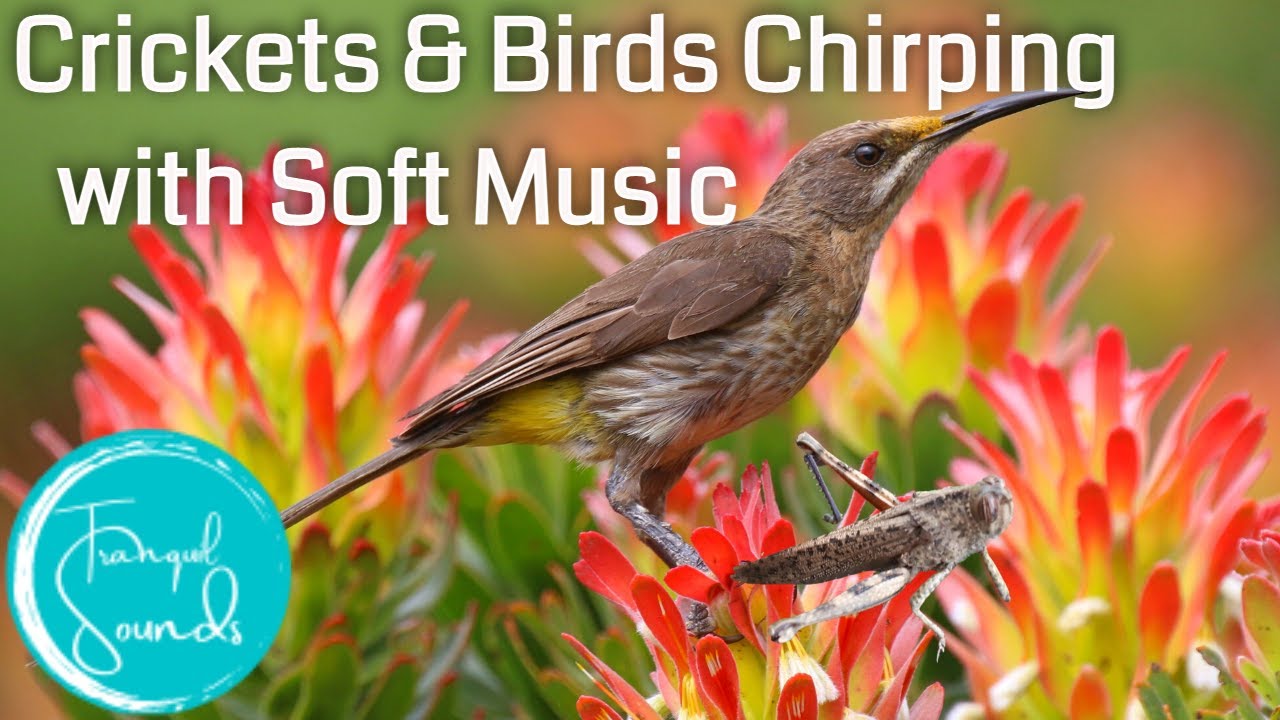 Crickets and Birds Chirping with Music - YouTube