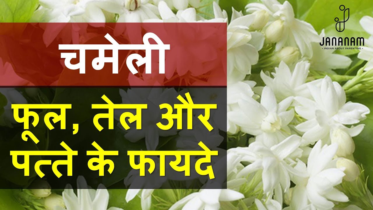 चमेली के फूल और तेल के टॉप 10 फायदे | chameli ke tel ke fayde | jasmine ...