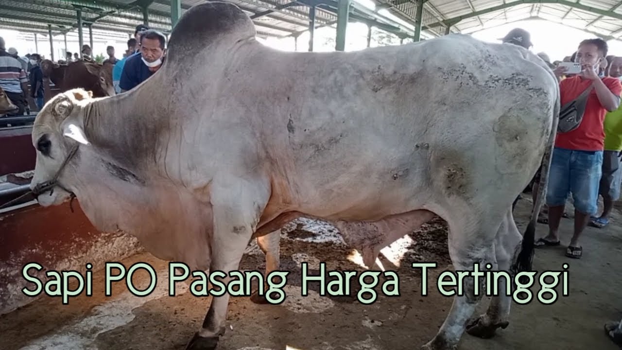 Sapi PO Jumbo Buka Harganya Ekstrim Bobot 700 Kg Pasar Kliwon Kudus ...