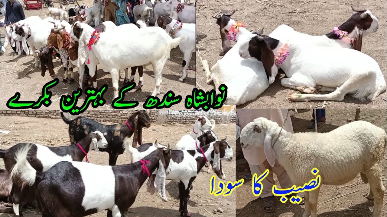 Bakra Mandi Pakistan / Sindhi Bakray - YouTube