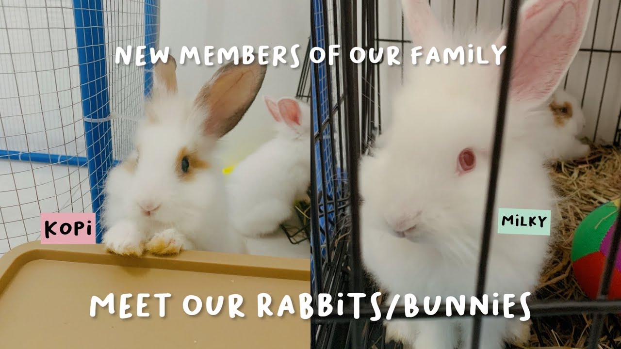 🐰 Meet Kopi and Milky (Getting a Bunny Mix Lionhead Breed Rabbit) Our ...