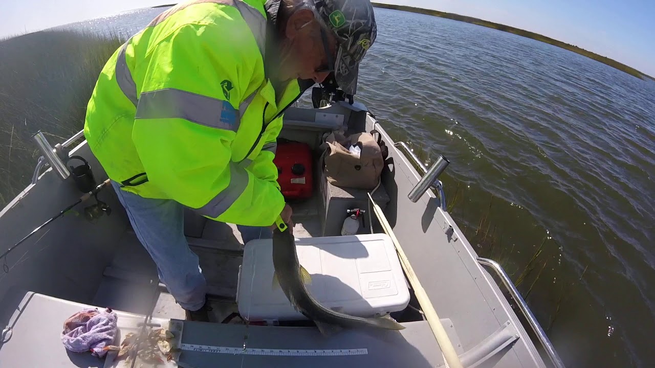 Catching a rock fish on the Manokin River - YouTube