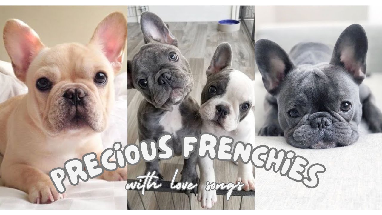 Fun & Precious French Bulldogs | Frenchies! | with Romantic Blues - YouTube