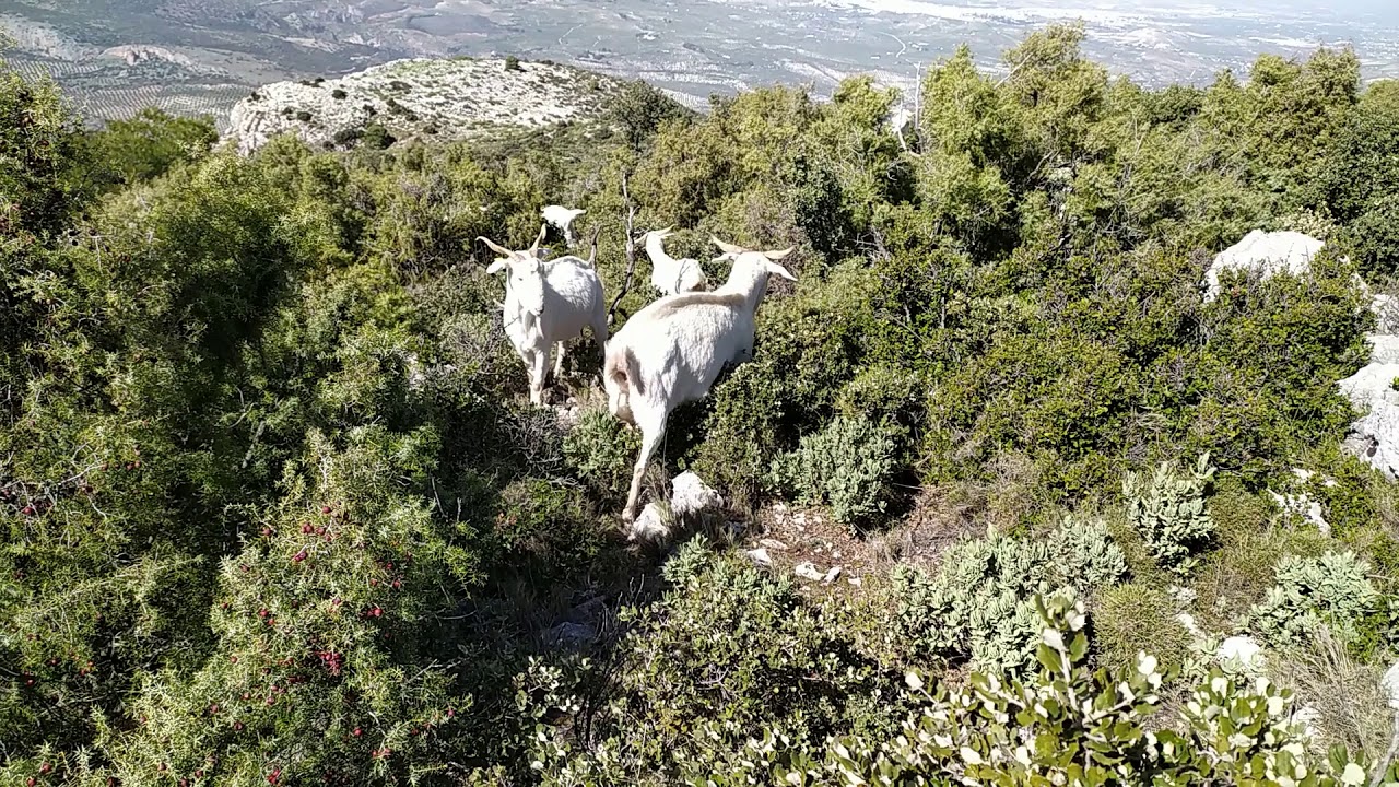 La cabra Blanca Andaluza - YouTube