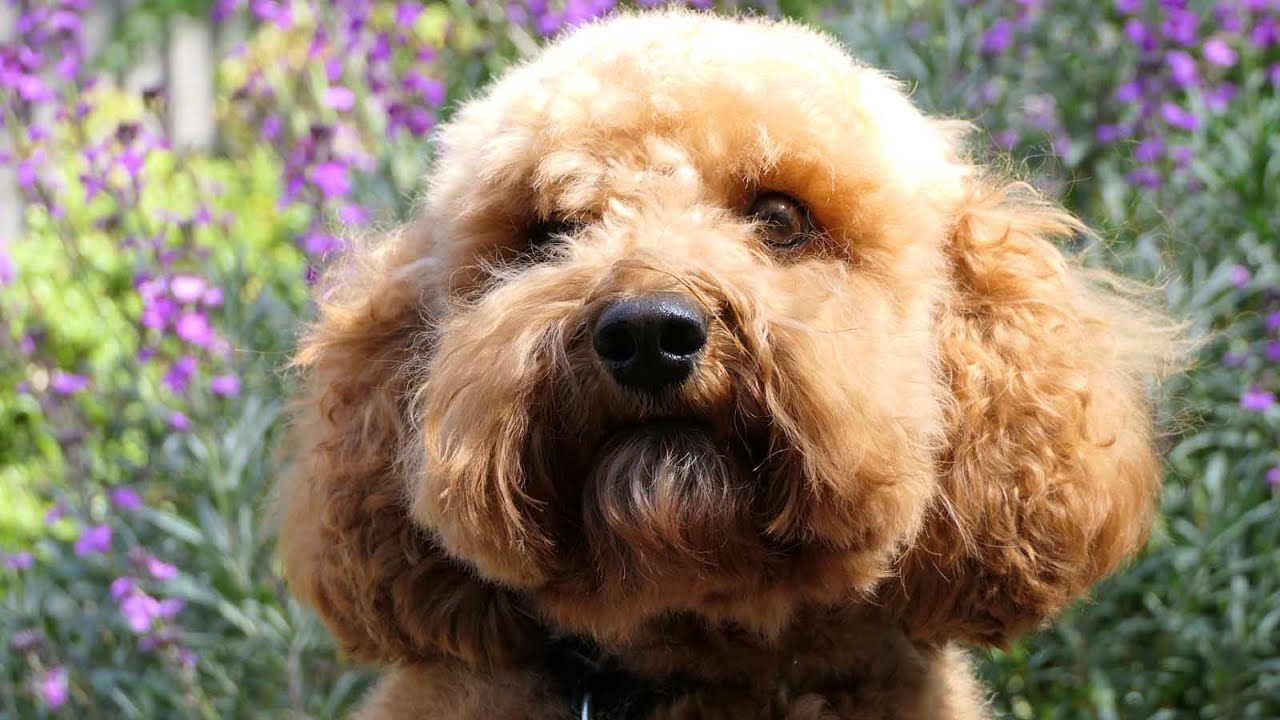 Cockapoo puppy and dog training - 20 - Indoor tricks - YouTube