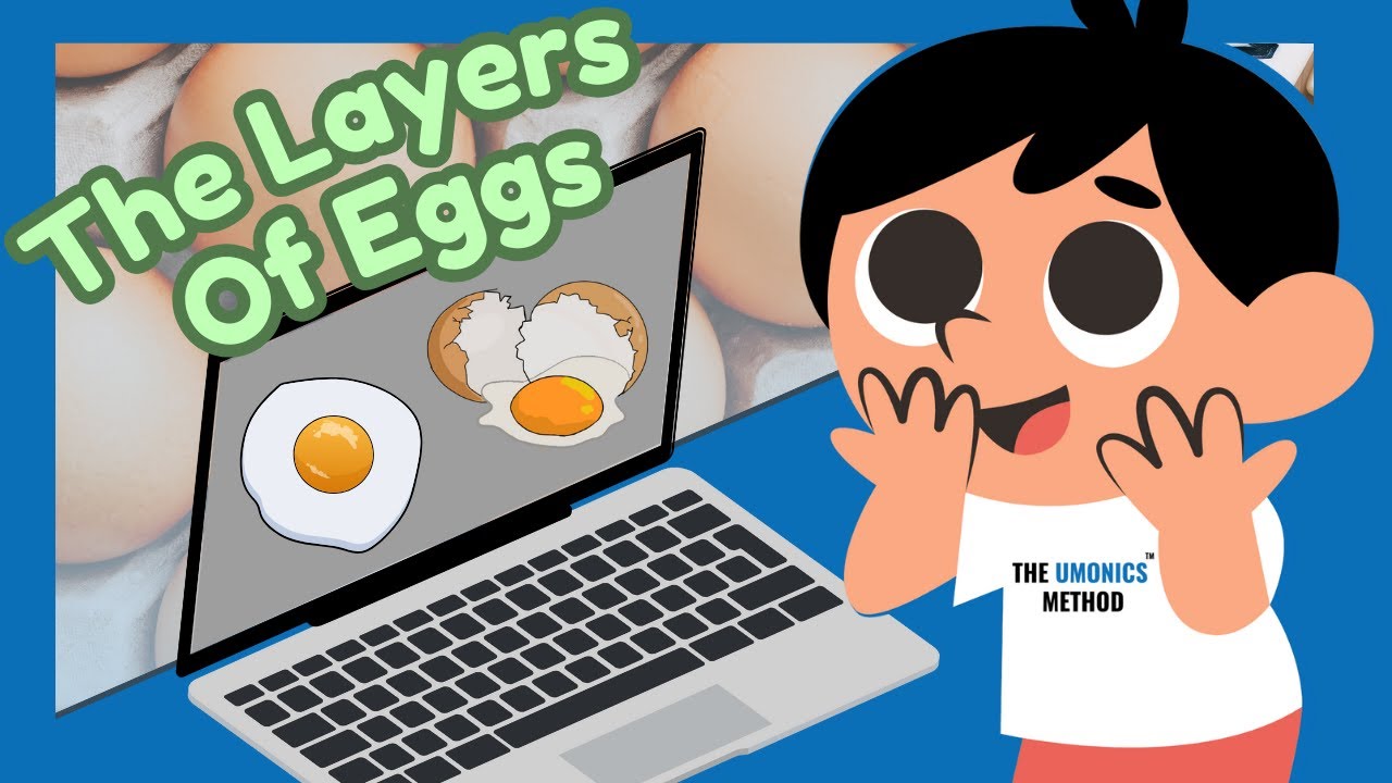 The Layers Of Egg - YouTube