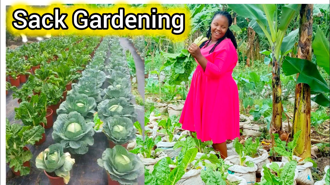 How I Plant My Sack Gardens Around My Home? - YouTube