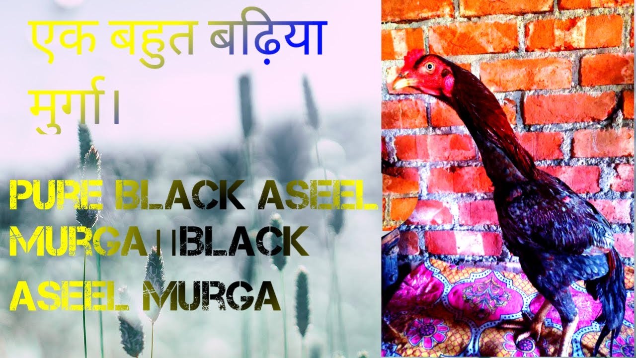 एक बहुत बढ़िया मुर्गा।Pure Black Aseel Murga।।Black Aseel Murga - YouTube