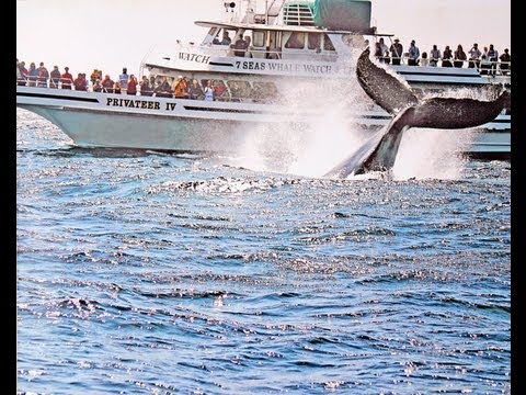 7 Seas Whale Watch, Gloucester, MA