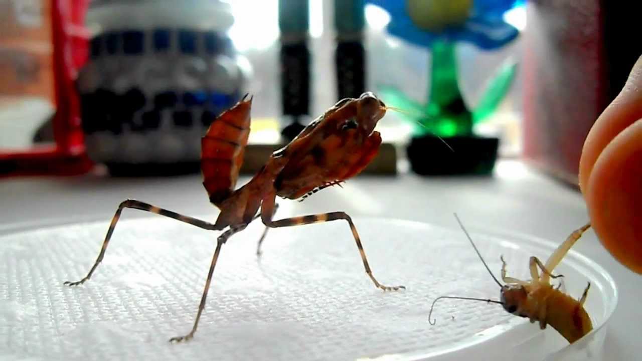 Double Shield Mantis threats - YouTube