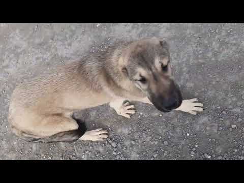 afyonlu Arap soyu köpeğim